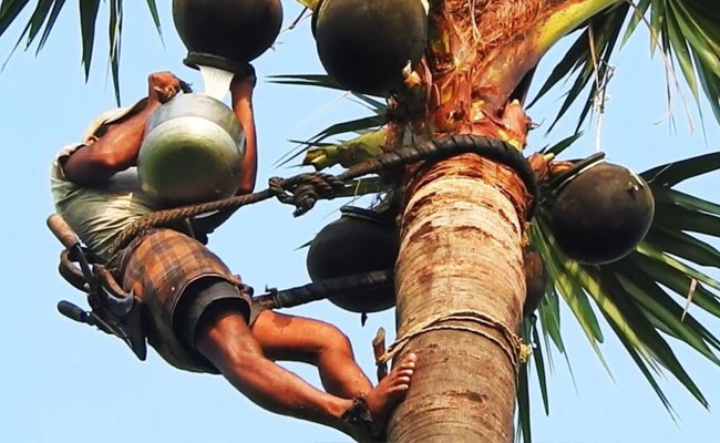 బతుకునిచ్చే చెట్టుపైనే ఊపిరి పోయె.. | Toddy Man Died On Tree In ...