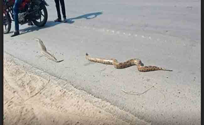 Two Pythons Spotted On Warangal Highway Road, Pic Goes Viral - Sakshi