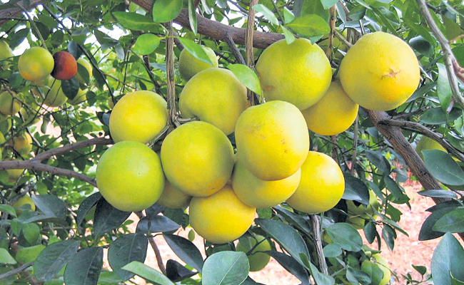 చీనీ సీజన్‌ ప్రారంభం | Chini fruits season has started in Anantapur ...