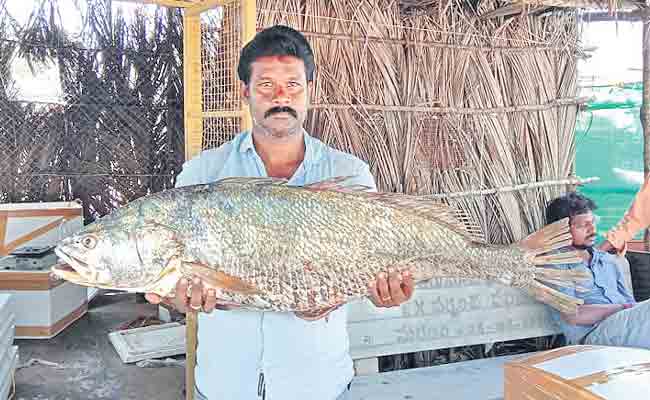 Kakinada Fisherman Nets Rare Kachidi Fish, Sold 1 Lakh 50 Thousand - Sakshi