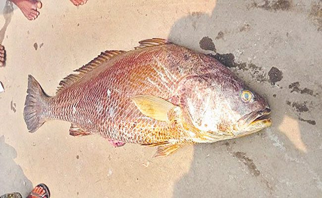 AP: Rare Kachidi Fish Caught In Pallipalem East Godavari - Sakshi