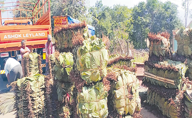 ‘ఔషధాల అడ్డా’కు | Plenty of trees in tribal areas | Sakshi