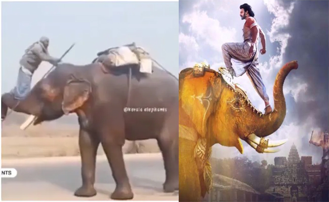 Mahout Climbing on an Elephant Baahubali Style Is Going Viral - Sakshi