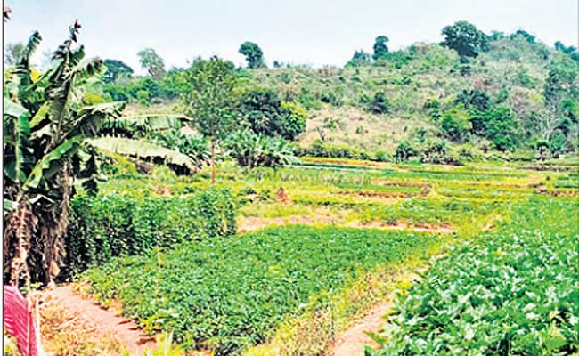 విస్తారంగా కూరగాయల సాగు | Andhra Pradesh: Vegetable Crops In ...