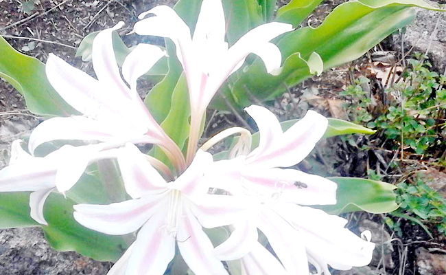 Photo Feature: విరబూసిన ‘గాంధర’ అందాలు | Gandhara Flowers Blooms At ...