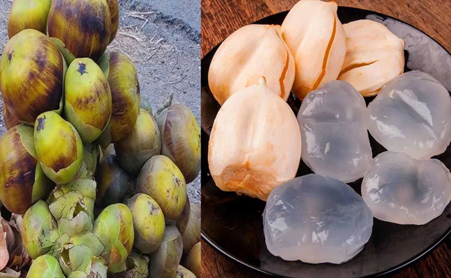 Ice Apple Benefits: Health Benefits Of Sugar Palm Fruits Palmyra Palm ...