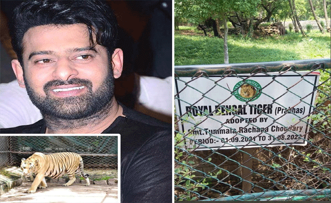 Nehru Zoological Park Royal Bengal Tiger Named As Prabhas Goes Viral ...