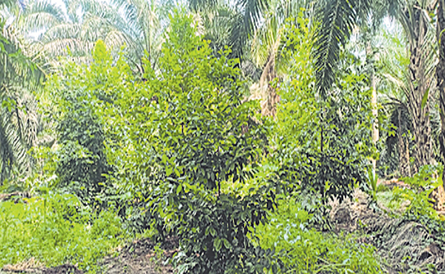 గుబాళిస్తున్న జాజికాయ, జాపత్రి! | Nutmeg and mace Cultivation in ...