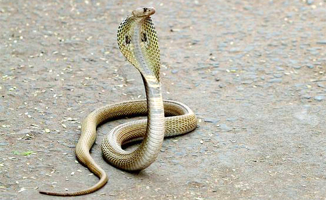 Snake's Role Important for Ecosystem, Say Experts - Sakshi