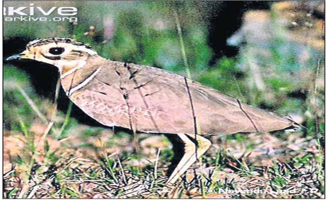 అరుదైన పక్షి ‘కలివికోడి’ | Rare Bird Kalivi Kodi Found In Lankamala ...