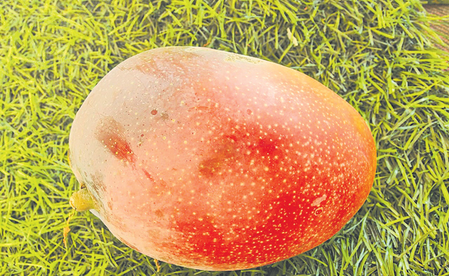 Miyazaki Mango in Kakinada: Ap Farmer Cultivating Rare Miyazaki Mangoes - Sakshi