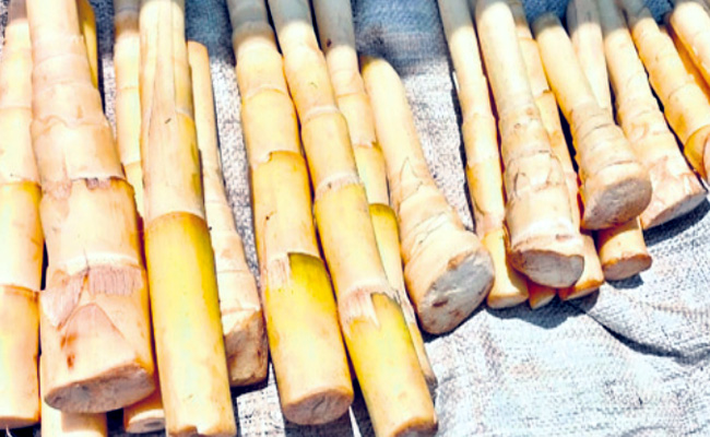 7 Health Benefits Of Vizag Agency Special Veduru Kanji Bamboo Shoots ...