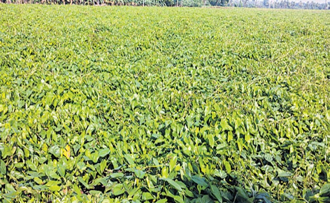 పెండలం దుంప సాగుతో ఊహించని లాభాలు.. ఎకరాకు ఆదాయం ఎంతంటే? | Farmers ...