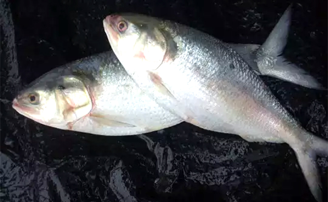 PULASA FISH: రేటు ఎంతైనా.. రుచి చూడాల్సిందే! | Godavari Special Costly ...