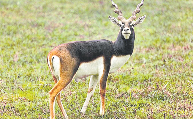 కృష్ణ జింక.. కేరాఫ్‌ లంక | Black Deer Care Of Lanka | Sakshi