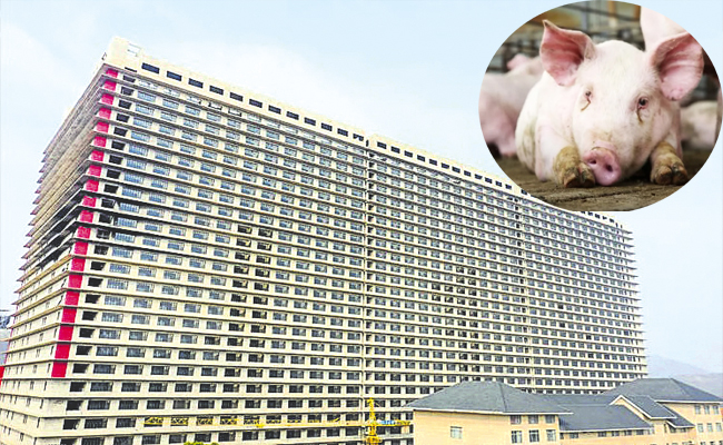 ఇదీ ఆకాశహర్మ్యమే..కానీ మనుషుల కోసం కాదు.. | Pig Hotels: This 26th Story ...