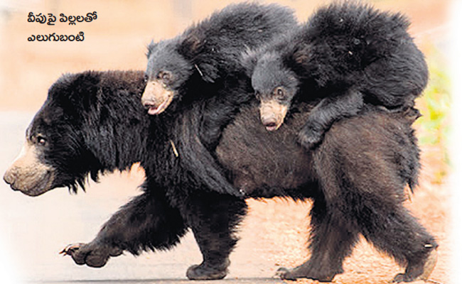 Interesting Unknown Facts About Bears In Telugu: All You Need To Know ...