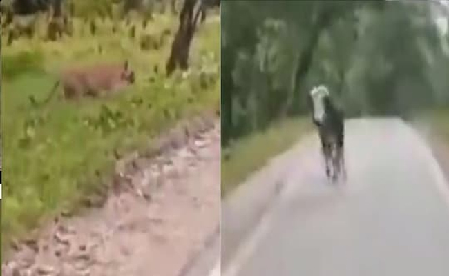 Shocking: Bull Scares Away Tiger Video Goes Viral On Social Media - Sakshi