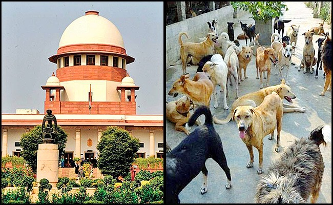 Those Who Feed Stray Dogs Liable For Attacks Says Supreme Court - Sakshi