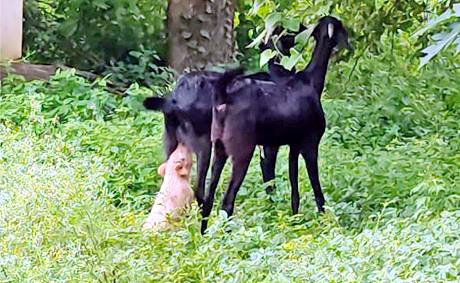 Goat Give Milk To Pig In Dwaraka Tirumala Photo Goes Viral - Sakshi