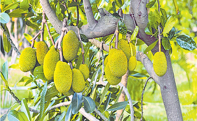 పనసకాయ.. షుగర్‌ ఆటకట్టు! | Jack Fruit: Scientific Research Diabetes Can ...