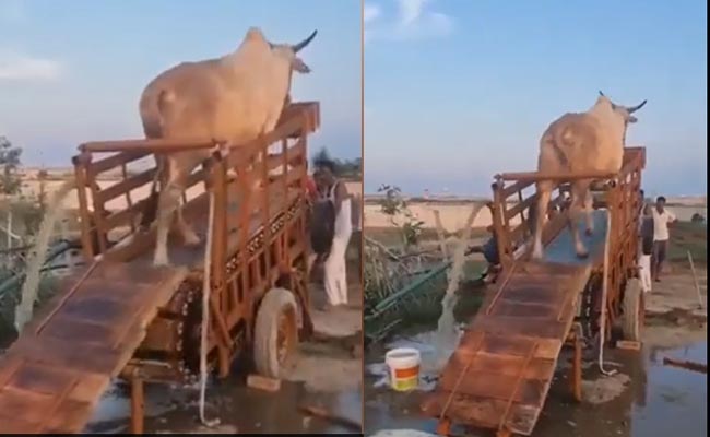 Watch: Viral Video Shows Creative Irrigation Technique Involving Farm ...