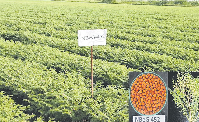 శనగ ఎన్‌బీఈజీ–452 విత్తనం విడుదల | Bengal Gram NBEG 452: Nandyal ...