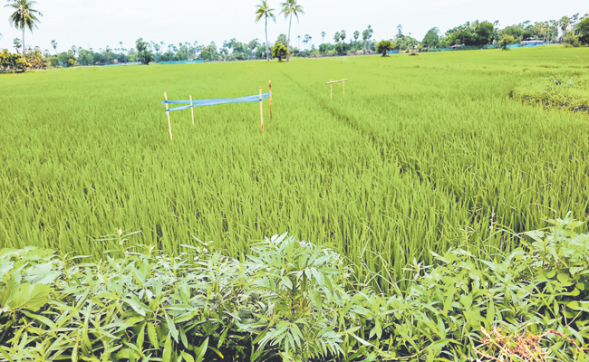చివరి దశకు ఖరీఫ్‌ | Kharif season is nearing its end in Andhra Pradesh ...