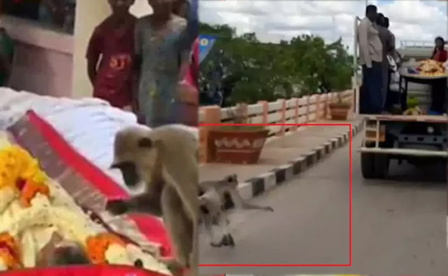 Monkey Attends Funeral Of Man Who Fed Him, Tries To Wake Him Up, Video ...