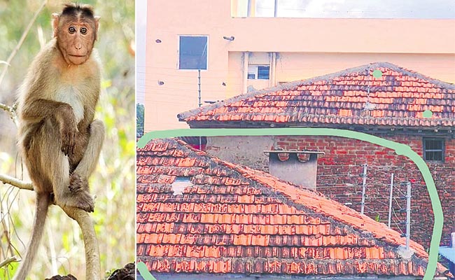 కోతులతో కష్టాలు కనుమా.. కొండెంగలను తెచ్చినా.. | Hyderabad: Increased ...