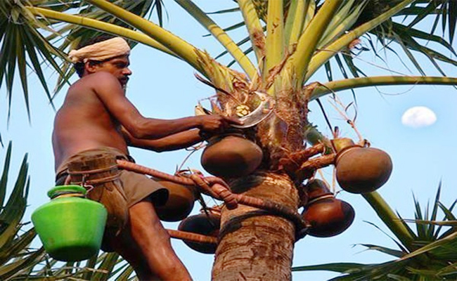 ఏపీలో కల్లు కిస్తీలు రద్దు.. ఐదేళ్లకు కల్లుగీత పాలసీ మార్గదర్శకాలు ...