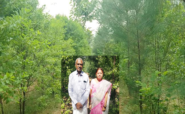 Sagubadi: Sathya Sai Farmer Cultivates Sri Gandham Hopes Huge Profits ...