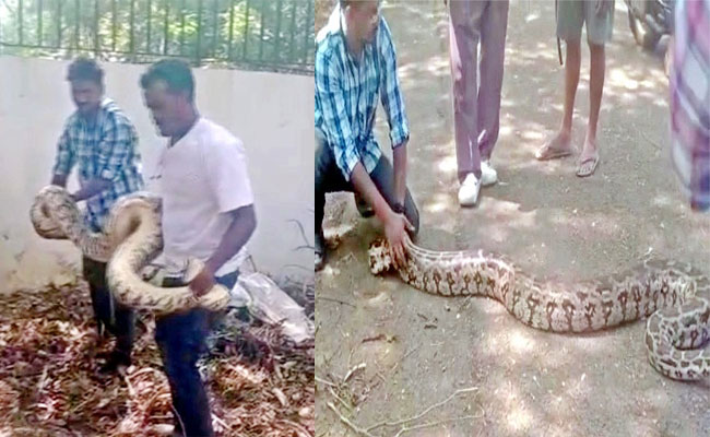 14 Feet Long Python Found Near Secunderabad- Sakshi