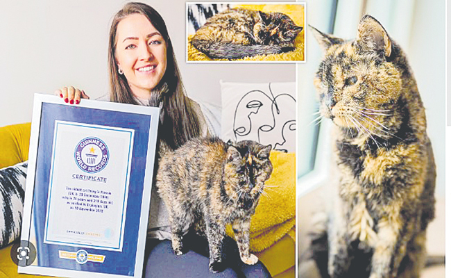 Guinness World Records: ఆ పిల్లి వయసు 26 | Guinness World Records ...