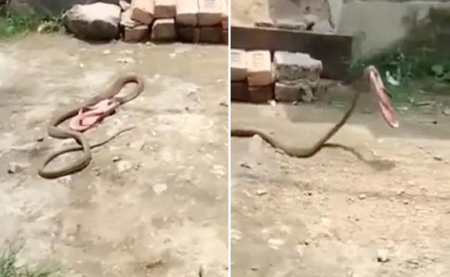 Watch: Snake Slithering Away With Slipper Video Goes Viral On Social ...