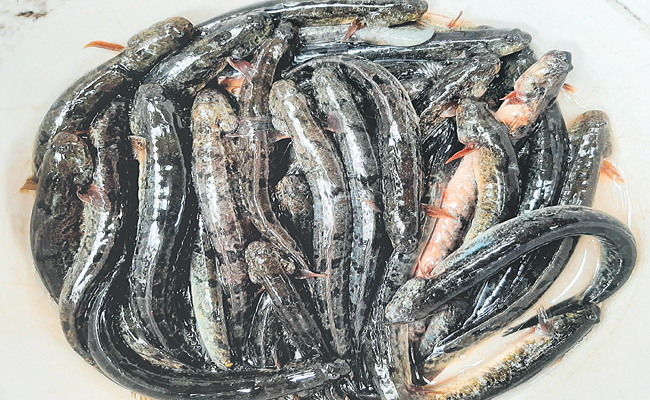 Special Ramalu Fish Endangered on Godavari Coast Andhra Pradesh - Sakshi