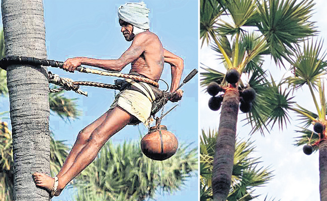 కల్లుగీత..రాత మారేలా..! సీఎం వైఎస్‌ జగన్‌ చొరవతో తీరిన కష్టాలు | CM YS ...