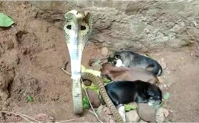 Snake Protected The Puppies In Kaduluru, Photo Goes Viral - Sakshi