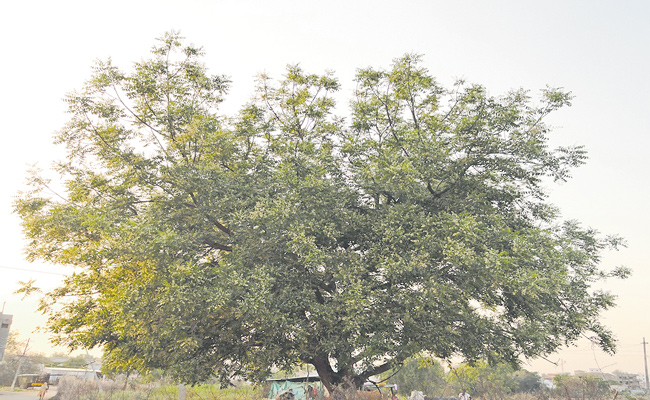 వేప చెట్లకు ముప్పు.. | Neem Trees Under Threat Due Disease In Telangana ...