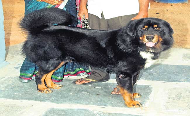 పులినే చంపగల శునకం.. ఖరీదులో కనకం.. | Tibetan Dog Breed Is The Most ...