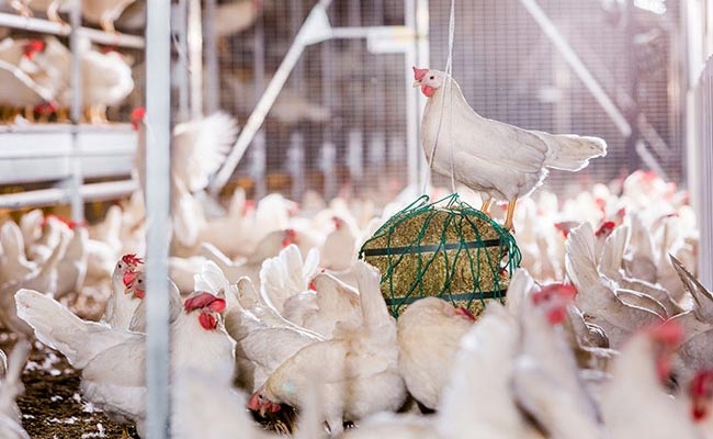 Egg Prices Has Increased Drastically In Mandapeta East Godavari Check