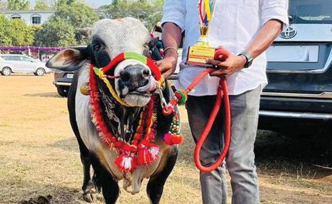 అందాల పోటీల్లో కేశనపల్లి గిత్తకు ప్రథమ స్థానం | Konaseema: Punganur ...