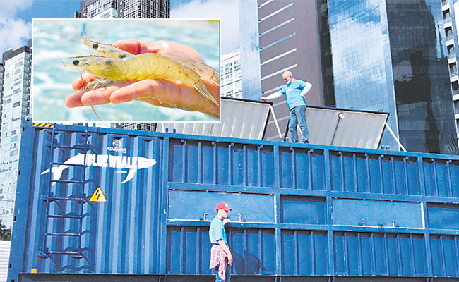 అర్బన్‌ రొయ్యల చెరువు! | Atarraya Announce Container Shrimp Farming ...