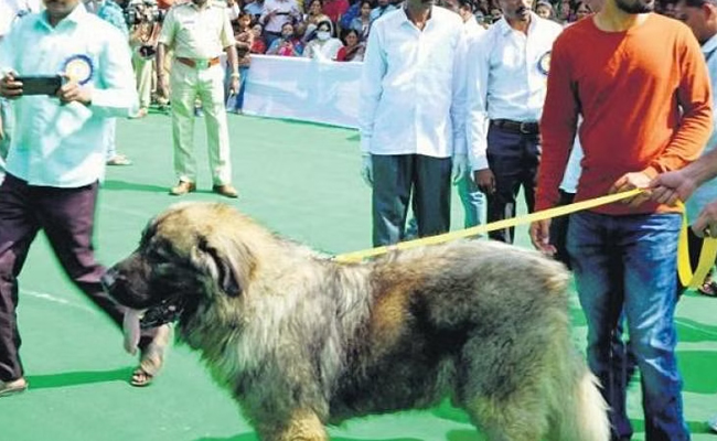 బల్లారి ఉత్సవ్‌లో రూ.20 కోట్ల శునకం.. చూసేందుకు ఎగబడ్డ జనం.. | Ballari ...