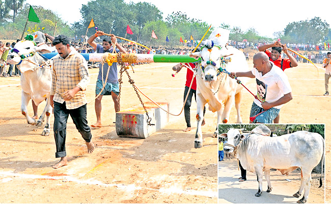 బరిగీసి.. బండ లాగి.. | Yeddula Potilu In Nalgonda District | Sakshi