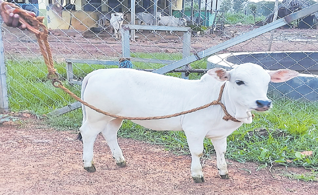 చిట్టి పొట్టి ఆవులు.. చలాకీ గోవులు | Development of miniature cows for ...