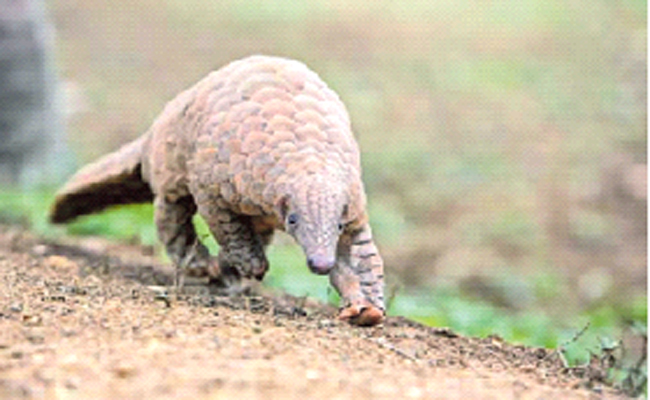 శ్రీశైలం అడవుల్లో అలుగుల అడుగులు | Pangolins foot steps found at ...