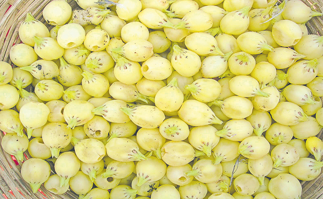 విప్పపువ్వు.. గిరిజనుల కల్పతరువు | Employment of Tribal People for ...