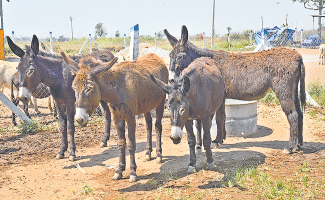 Sakshi Special Story On Donkey Farm At Nagarkurnool | Donkey Milk Farm ...