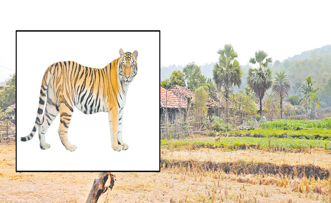 పులి జోన్‌..పరేషాన్‌! | Telangana Govt Working To Establish Tiger Zones ...